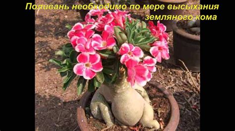 Адениум .Уход в домашних условиях.Все нюансы в выращивении - YouTube