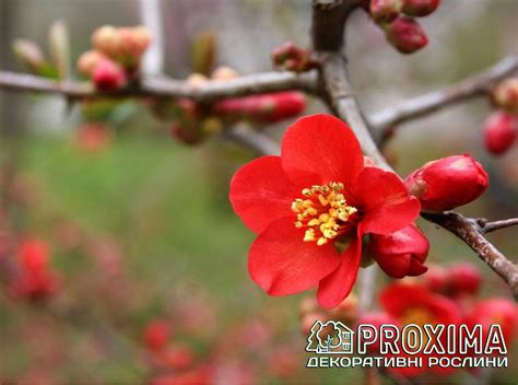 Хеномелес, Айва, Лимонник японський, Chaenomeles, ціна, купити Київ ...