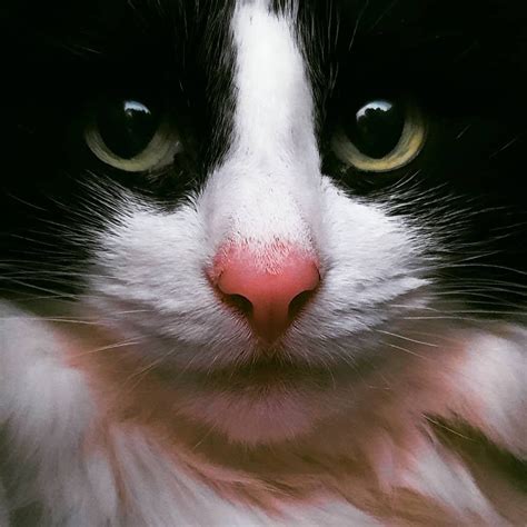 Кошка Соня и привет от неё. : r/rusAskReddit