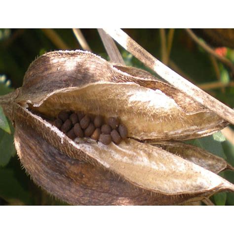 Buy AMBRETTE ABSOLUTE OIL Online, Manufacturer, Supplier, Wholesale