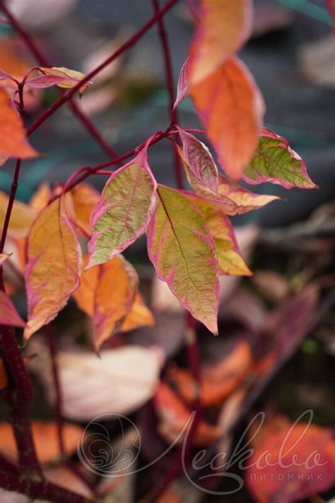 Дерен белый (Cornus alba `Miracle`) - Дерен белый - Кустарники ...