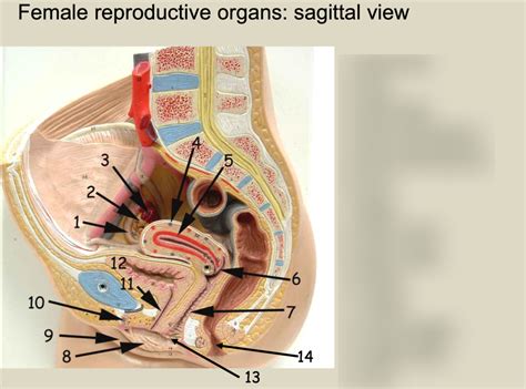 Female reproductive organs: sagittal view Diagram | Quizlet