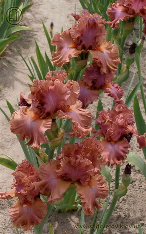 iris_Terracotta-Bay