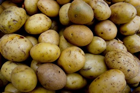 La Pommes de terre, 2ème production agricole en 2030 ? - Willagri ...