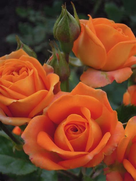 Роза Терракота Фото – Telegraph