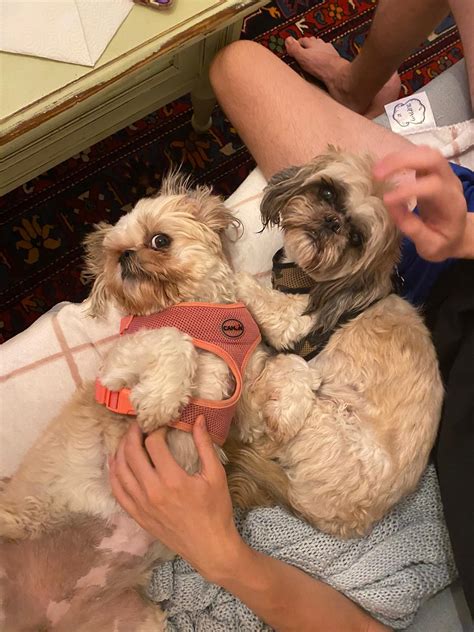 My two babies. : r/Shihtzu