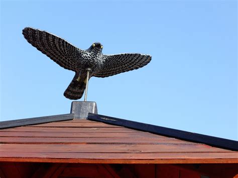 How to Keep Birds Away - how keep birds away in Las Vegas, LV