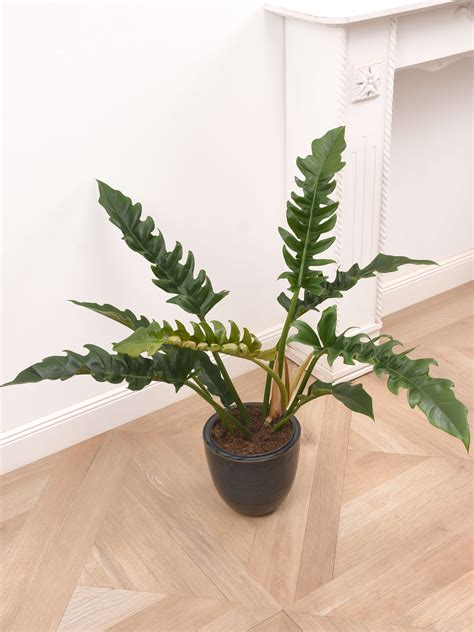 Philodendron Narrow escape kaufen
