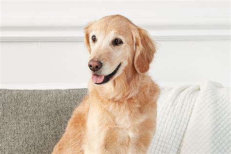 Top 10 Budget Friendly Dog Breeds - www.inf-inet.com