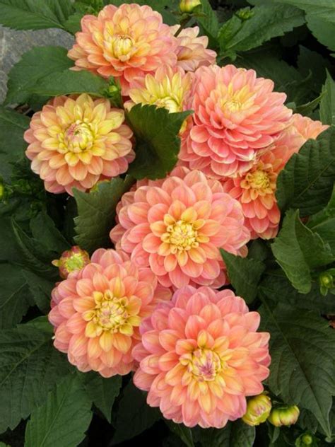 Декоративная георгина сорта Melody Allegro (Dahlia Melody Allegro)