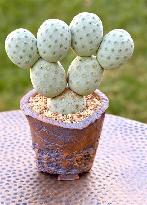 Tephrocactus Geometricus