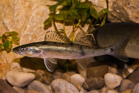Zander | Naturwissenschaftlicher Verein für Schwaben e.V.