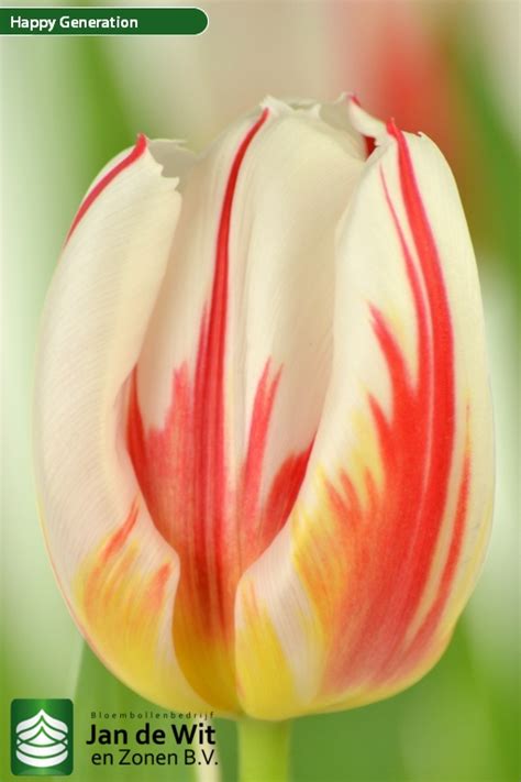 Happy Generation ® | Tulipán | Jan de Wit en Zonen B.V.