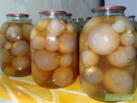 Продам настойку гриба веселка, купить настойку гриба веселка, Винницкая ...
