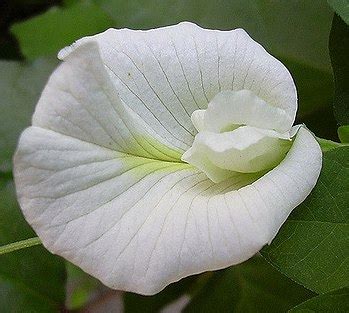 Купить семена Клитория тройчатая Clitoria Ternatea Alba Plenа в Москве ...