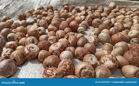 Areca Nut that is Being Dried, in General it is Still Done Manually or ...