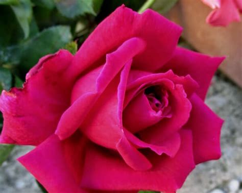 Rose 'Avon' - Hello Hello Plants
