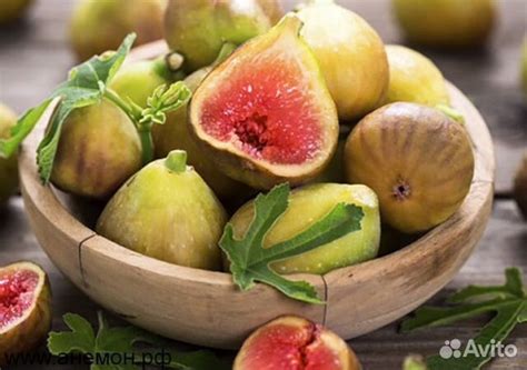 Саженцы морозостойкого инжира купить в Перми | Товары для дома и дачи ...