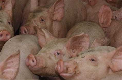 Pig welfare inquiry | Loopholes blamed for abuse | Dairy News Australia