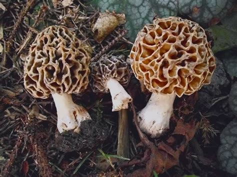 Pilze-Morchella, esculenta, Speisemorchel, Marienborn, Fraxinus(Esche ...