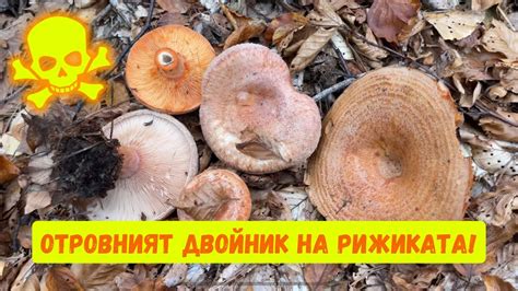 #Отровният двойник на рижиката! - YouTube