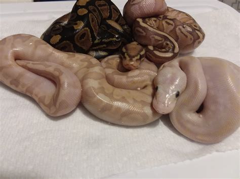 Wide Awake Morphs - 🤍🖤 Pied Ball Python! 🖤🤍 • • • 🔥 Baby Bowie! He loves to go outside and get ...