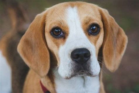 Beagle Steckbrief - Hundehaftpflicht | CHECK24