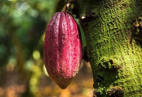 Cacao Benefits: Top 10 Benefits of Cacao Powder – Aduna
