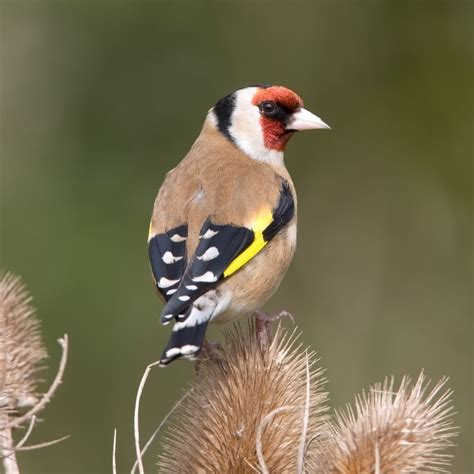 European Goldfinch