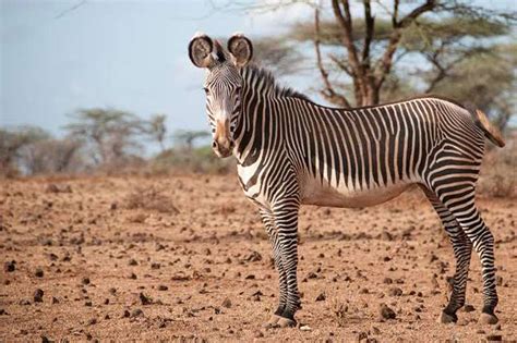 7-things-you-didnt-know-about-the-zebra