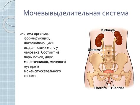 Анатомия человека - презентация онлайн