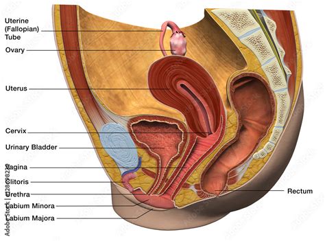 Female Reproductive System Labeled Sagittal Section Stock Illustration | Adobe Stock