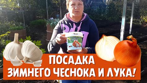 Посадка зимнего лука и чеснока! Подготовка грядки - YouTube