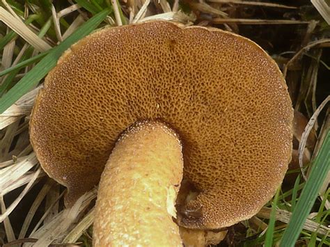 Маслёнок кедровый (лат. Suillus plorans)