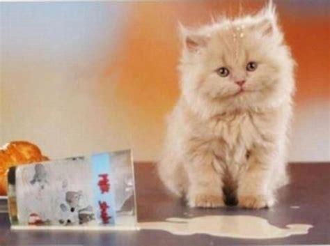 Создать комикс мем "котик, кошка, кот" - Комиксы - Meme-arsenal.com