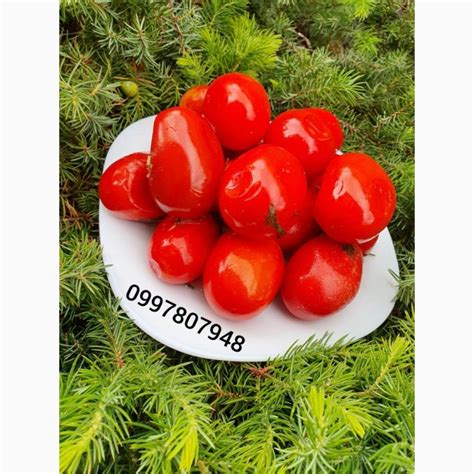 Продам соленые помидоры, купить соленые помидоры, Харьковская обл ...