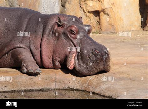 Hippo blick -Fotos und -Bildmaterial in hoher Auflösung – Alamy