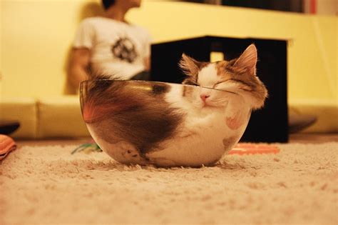 Почему кошки так любят коробки?: masterok — LiveJournal