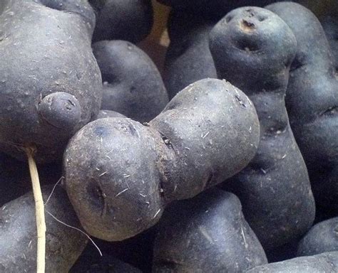 Картофель – описание, сорта и фото, выращивание, уход