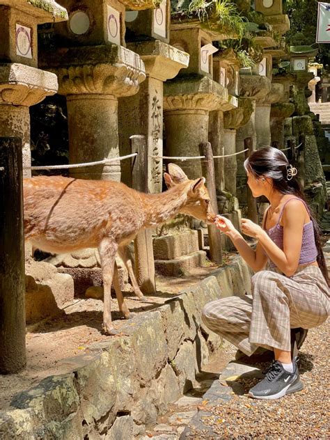 Experience the Best of Nara on a Day Trip or Overnight Stay