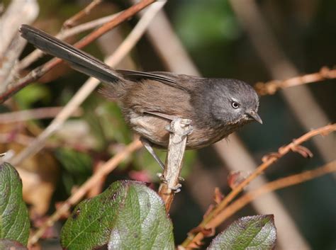 Wrentit (Chamaea fasciata) :: BirdWeather