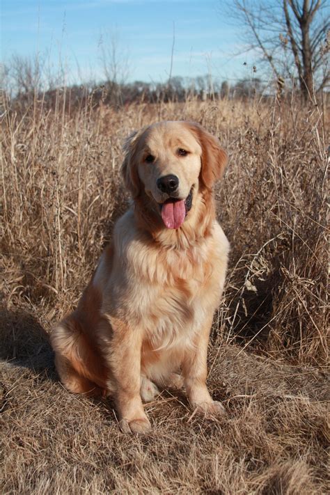 A doggy Smile . . . Cute Little Animals, Adorable Animals, Golden ...