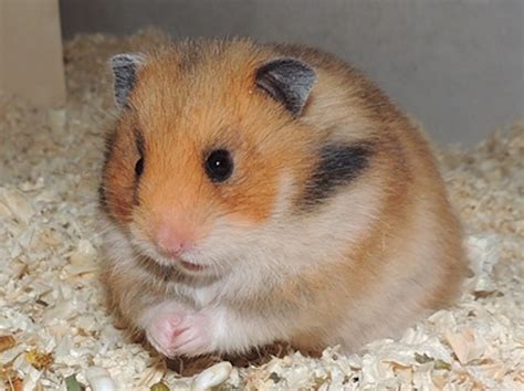 17.02.2024 Hamster der Woche: Jules – ein unkomplizierter Begleiter ...
