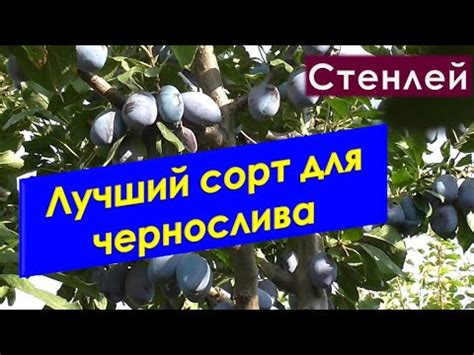 Лучший сорт сливы на чернослив. - YouTube