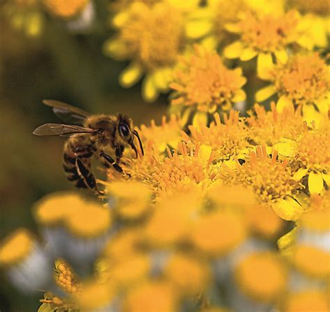 World Honey Bee Day every day - Grace Emmerson