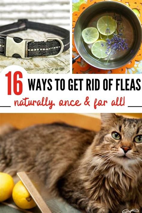 How To Get Rid Of Fleas On Dogs Without Bathing at Jordan Arcelia blog