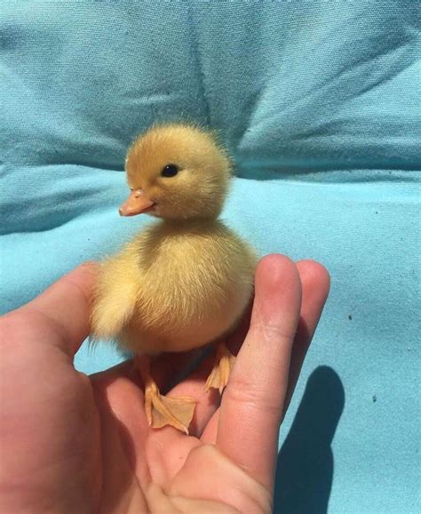 Is duck. Smol duck. : Eyebleach