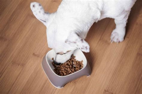 Pet Nutrition and Shine: 7 Ways Your Pet’s Diet Influences Coat Health ...