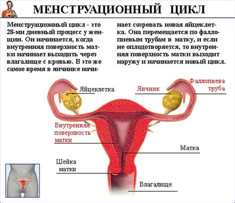 Как восстановить месячные при климаксе и возможно ли это?