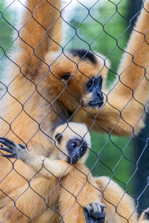 Animal Asia Baby - Free photo on Pixabay - Pixabay